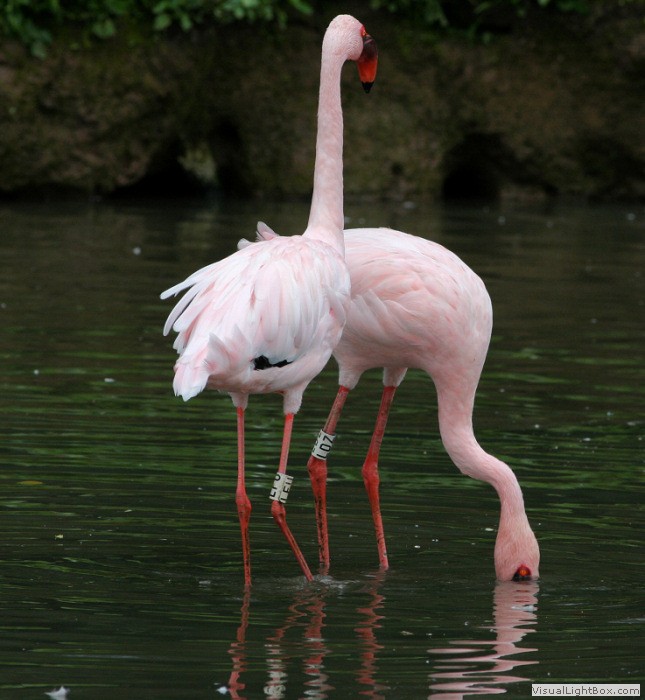 Identify Lesser Flamingo - Wildfowl Photography.