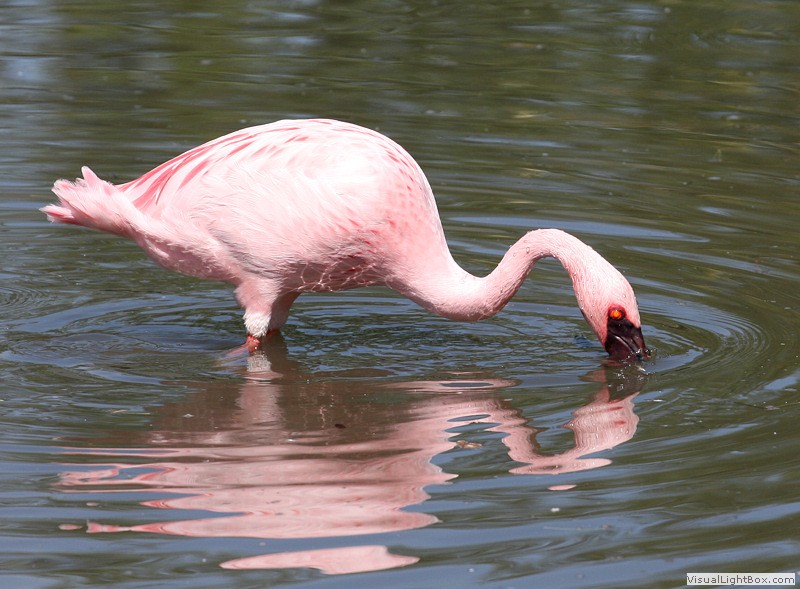 Identify Lesser Flamingo - Wildfowl Photography.
