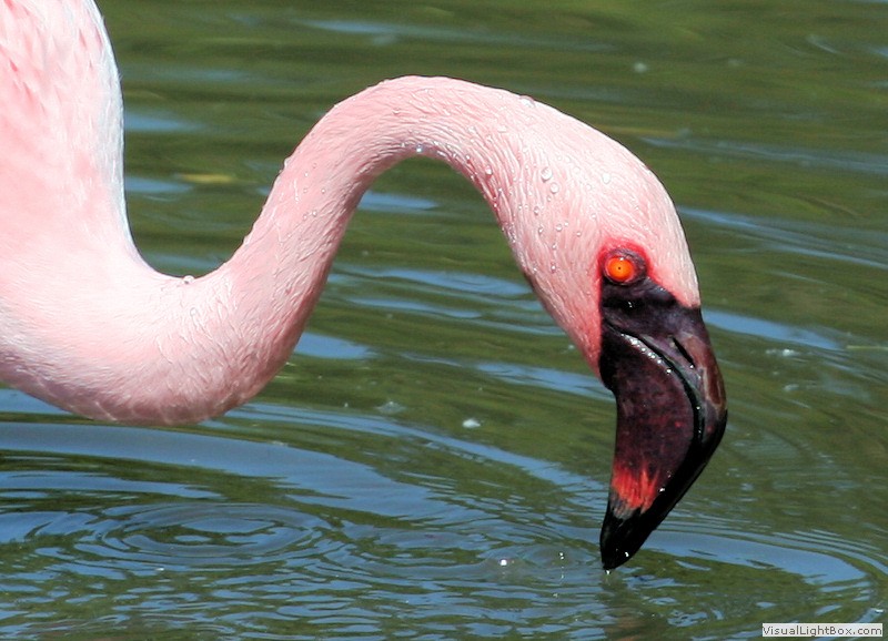 Identify Lesser Flamingo - Wildfowl Photography.