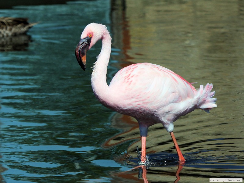 Identify Lesser Flamingo - Wildfowl Photography.
