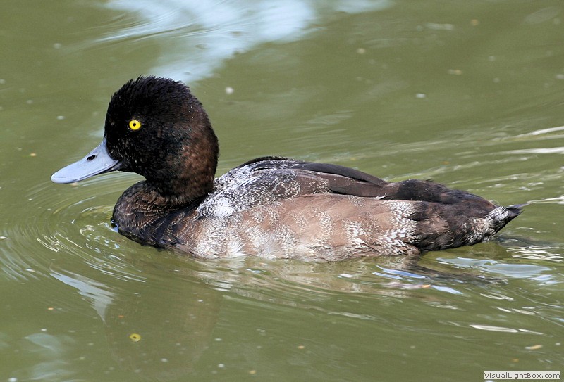 Identify Lesser Scaup - Wildfowl Photography.
