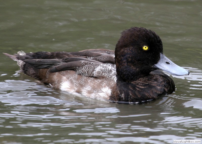 Identify Lesser Scaup - Wildfowl Photography.