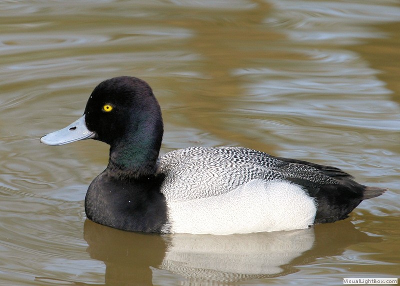 Identify Lesser Scaup - Wildfowl Photography.