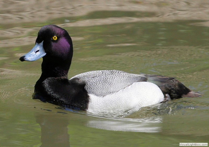 Identify Lesser Scaup - Wildfowl Photography.