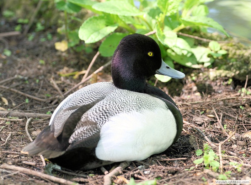 Identify Lesser Scaup - Wildfowl Photography.