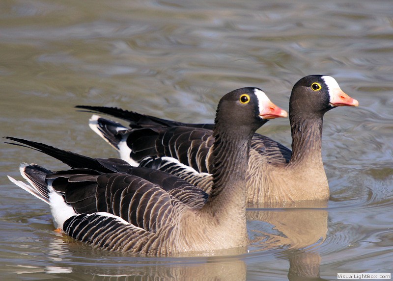 Identify Lesser White-fronted Goose - Wildfowl Photography.