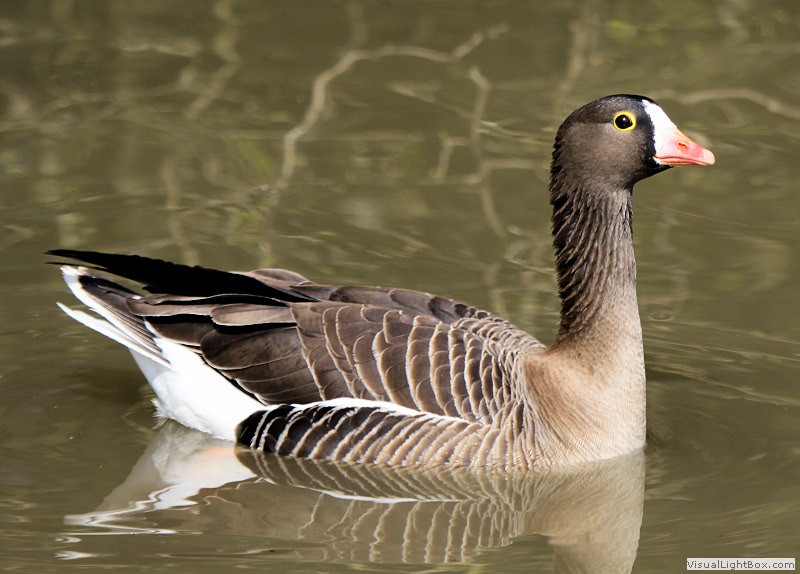 Identify Lesser White-fronted Goose - Wildfowl Photography.