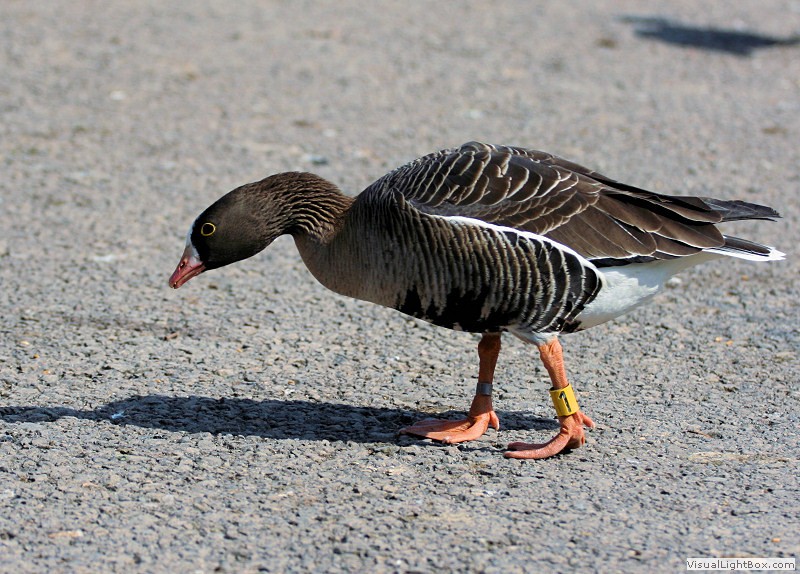 Identify Lesser White-fronted Goose - Wildfowl Photography.