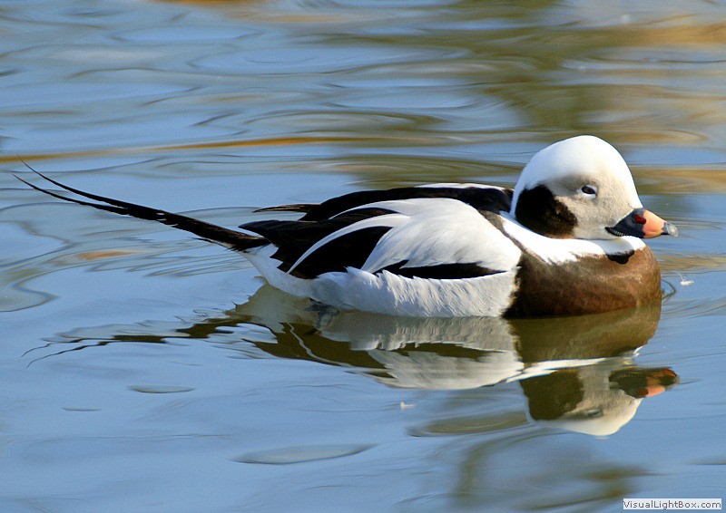 Identify Long-tailed Duck - Wildfowl Photography.