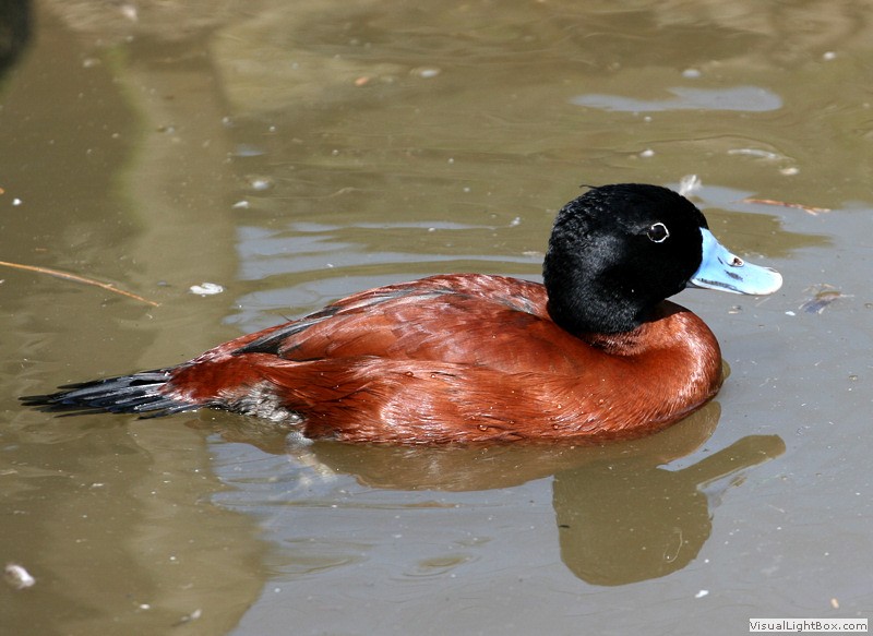 Identify Maccoa Duck - Wildfowl Photography.