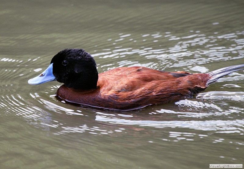 Identify Maccoa Duck - Wildfowl Photography.