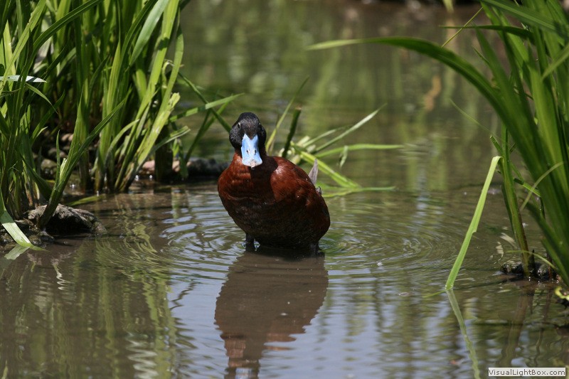 Identify Maccoa Duck - Wildfowl Photography.