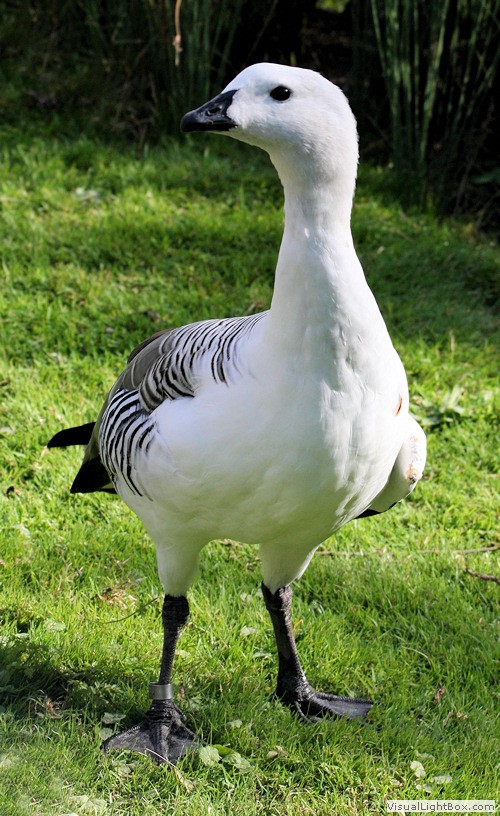 Identify Magellan Goose or Upland Goose - Wildfowl Photography.