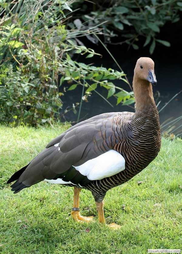 Identify Magellan Goose or Upland Goose - Wildfowl Photography.