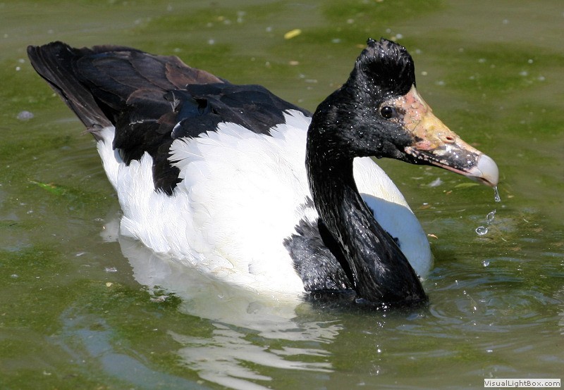 Identify Magpie Goose - Wildfowl Photography.