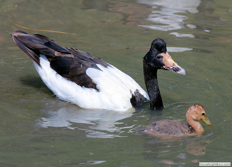 Identify Magpie Goose - Wildfowl Photography.