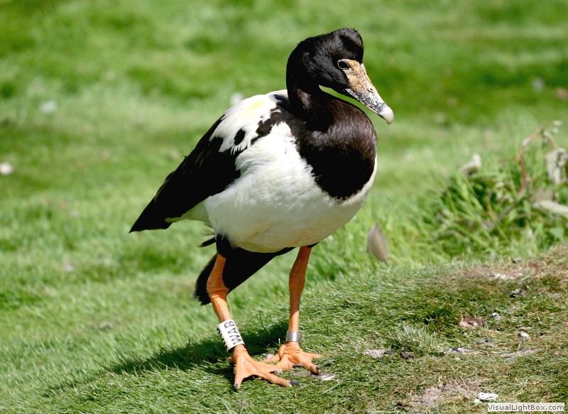 Identify Magpie Goose - Wildfowl Photography.