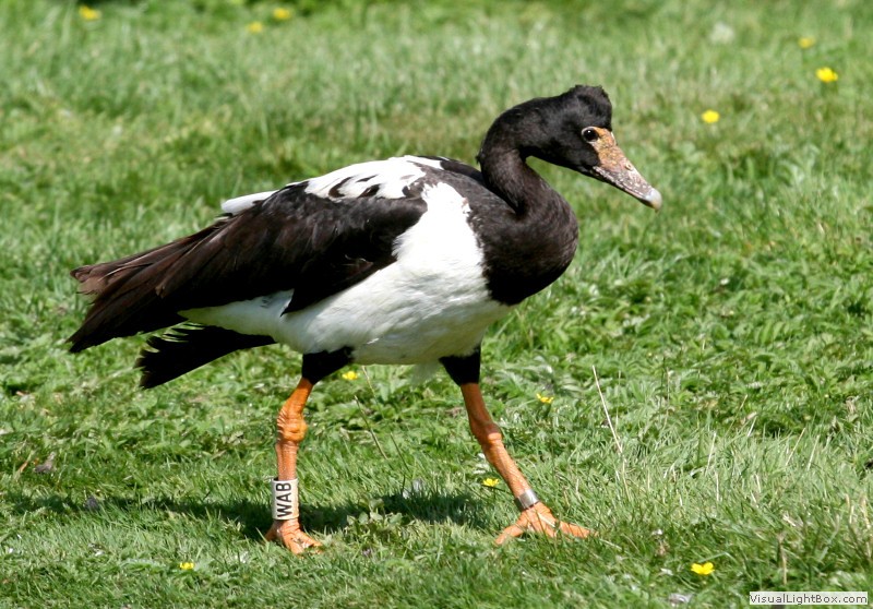 Identify Magpie Goose - Wildfowl Photography.