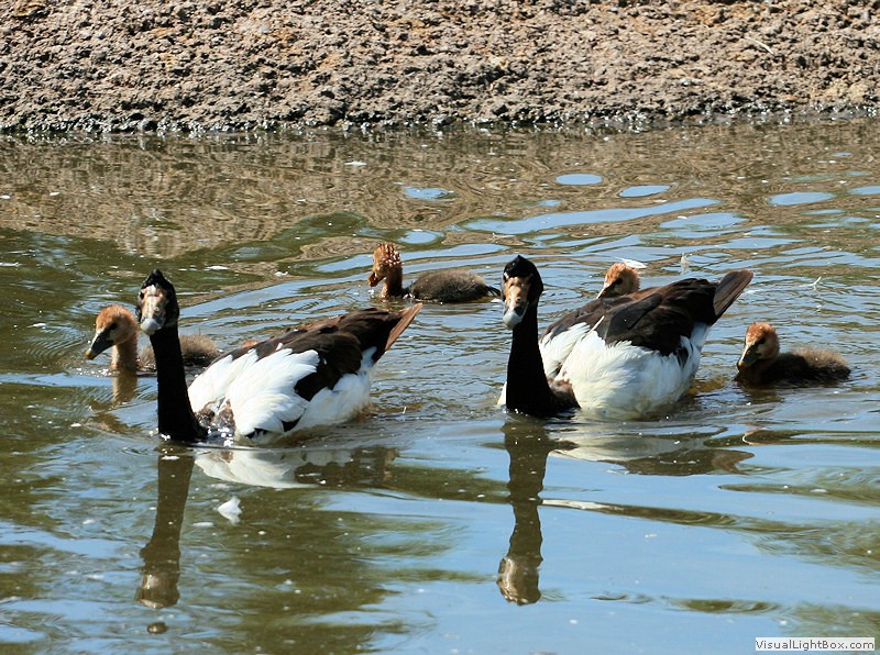 Identify Magpie Goose - Wildfowl Photography.