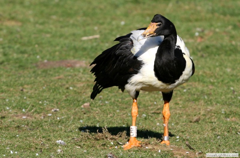Identify Magpie Goose - Wildfowl Photography.