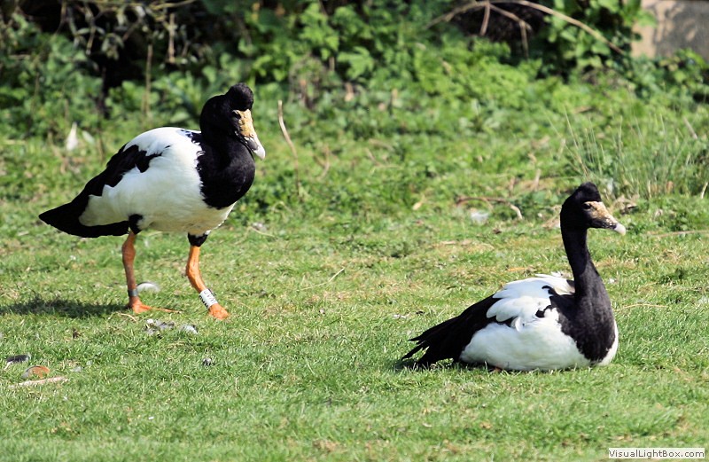 Identify Magpie Goose - Wildfowl Photography.