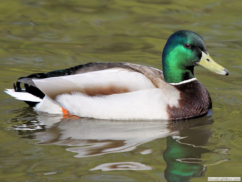 Identify Mallard - Wildfowl Photography.