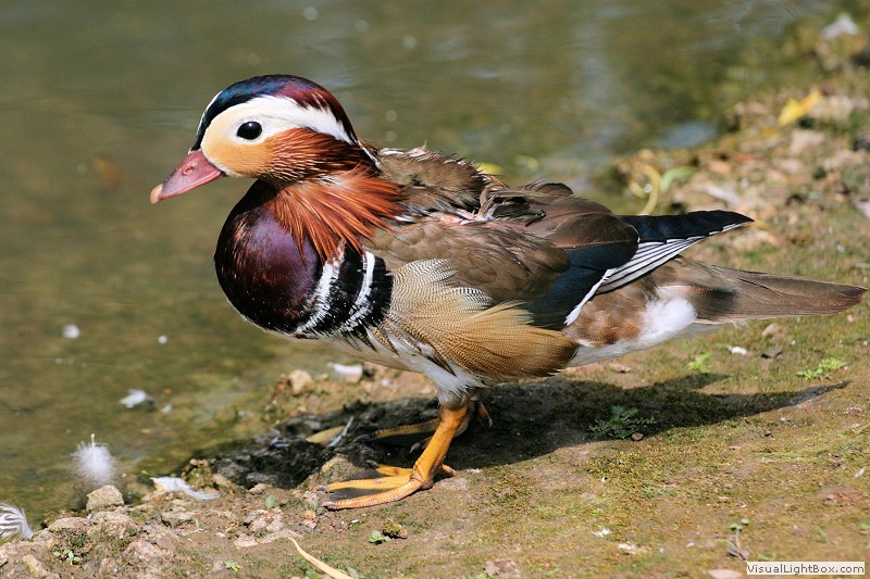 Identify Mandarin - Wildfowl Photography.