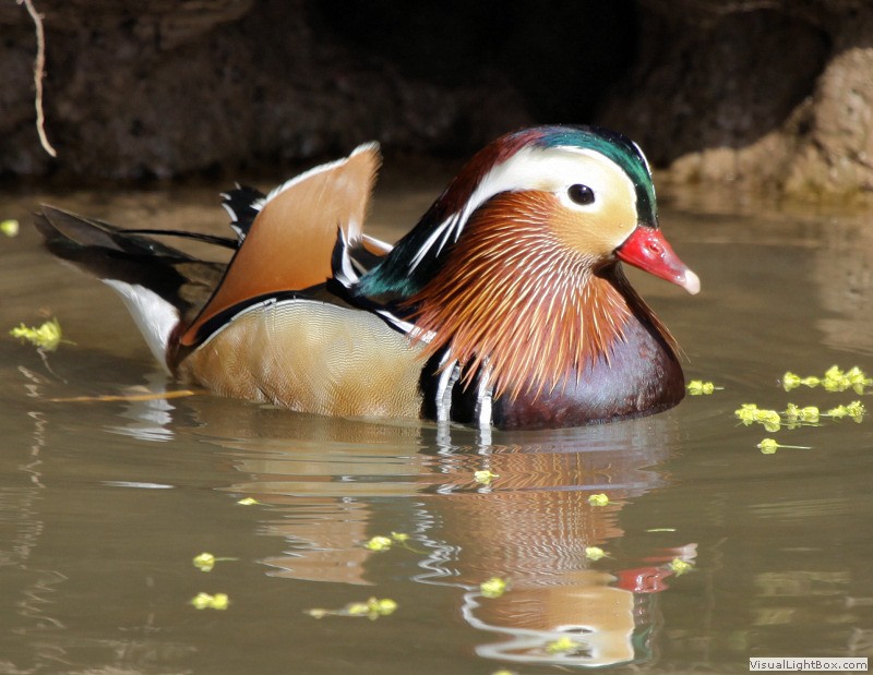 Identify Mandarin - Wildfowl Photography.