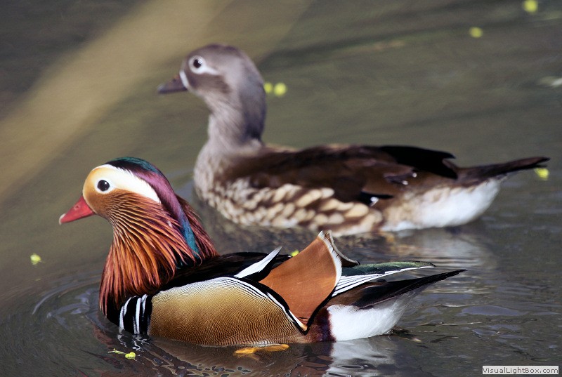 Identify Mandarin - Wildfowl Photography.