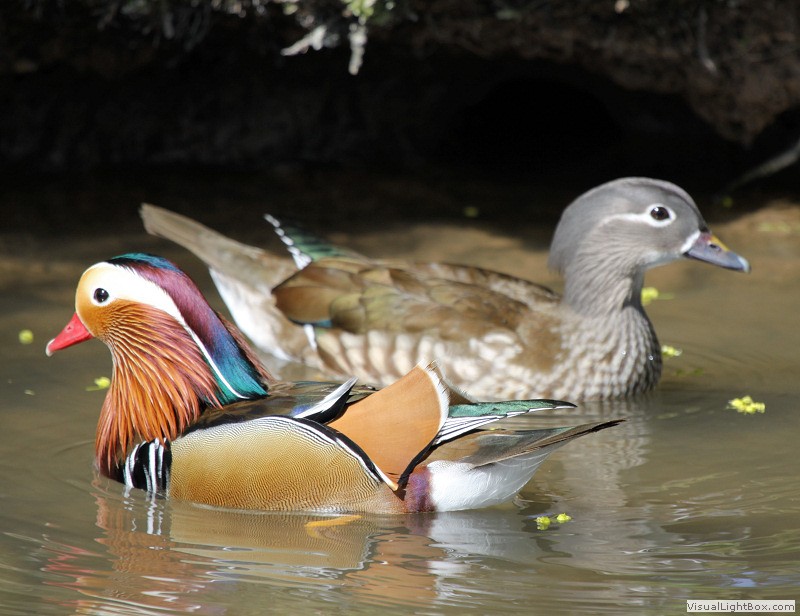 Identify Mandarin - Wildfowl Photography.
