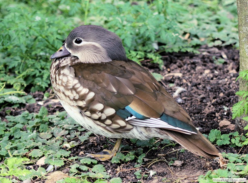 Identify Mandarin - Wildfowl Photography.