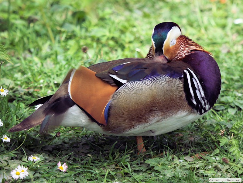 Identify Mandarin - Wildfowl Photography.