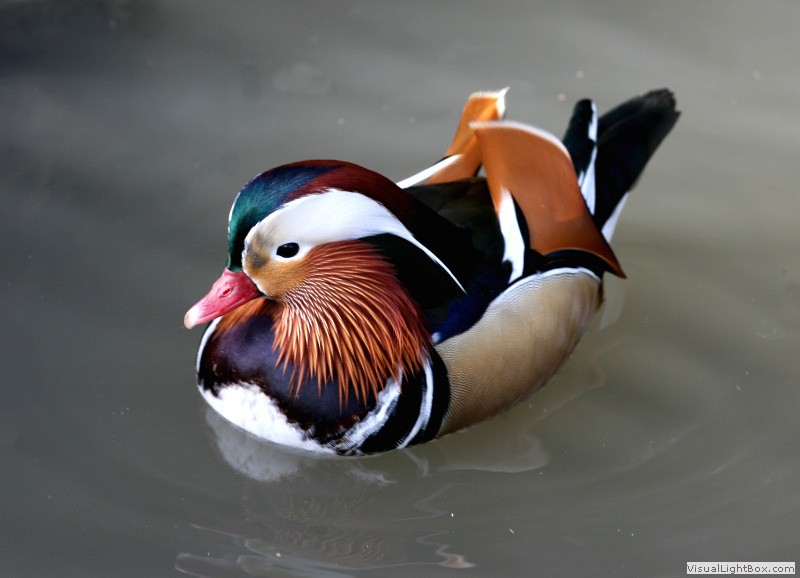 Identify Mandarin - Wildfowl Photography.