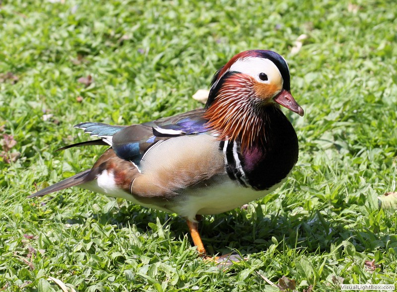 Identify Mandarin - Wildfowl Photography.