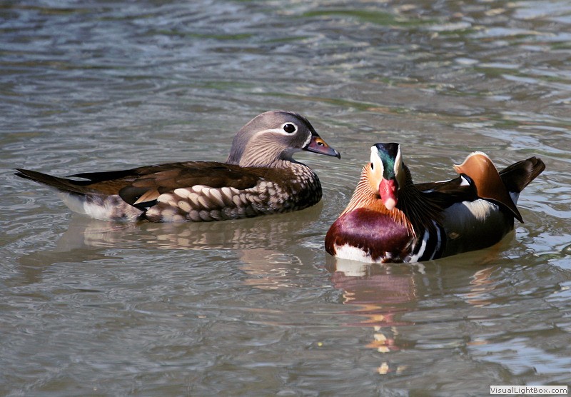Identify Mandarin - Wildfowl Photography.