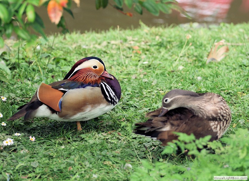 Identify Mandarin - Wildfowl Photography.