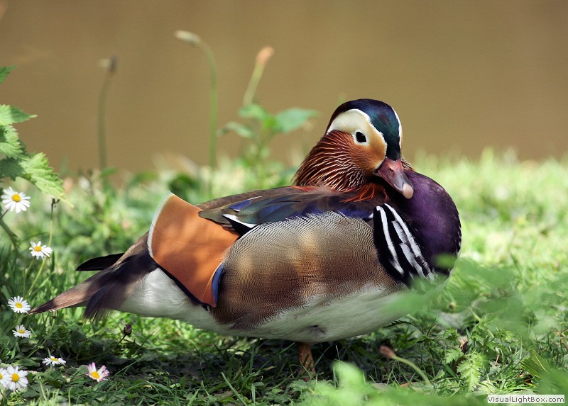 Identify Mandarin - Wildfowl Photography.
