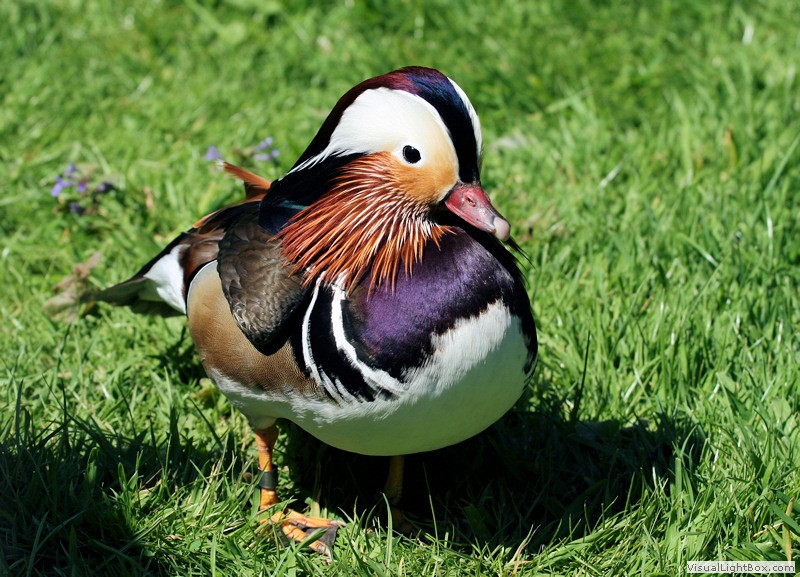Identify Mandarin - Wildfowl Photography.