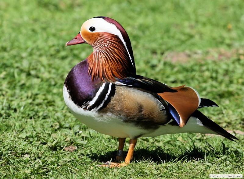 Identify Mandarin - Wildfowl Photography.