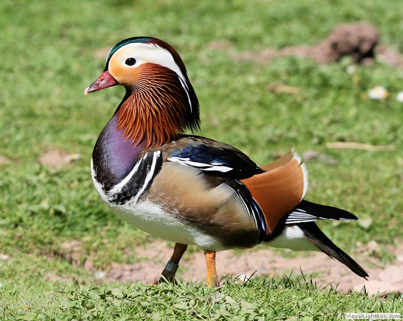 Identify Mandarin - Wildfowl Photography.