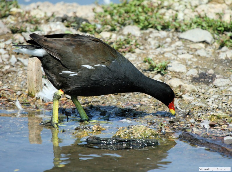 Identify Moorhen - Wildfowl Photography.