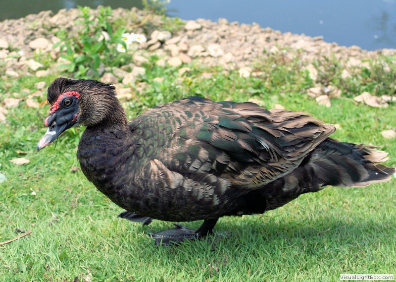 Identify Muscovy Duck - Wildfowl Photography.
