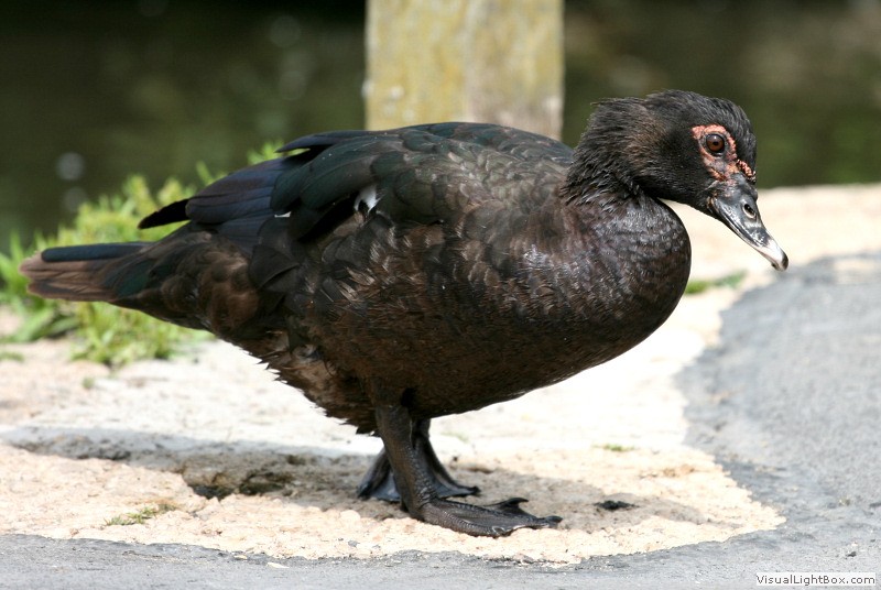 Identify Muscovy Duck - Wildfowl Photography.