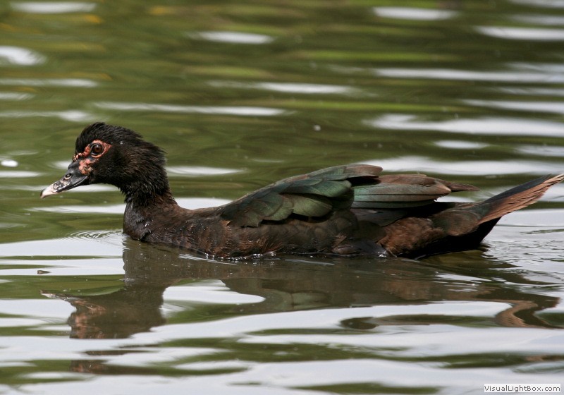 Identify Muscovy Duck - Wildfowl Photography.
