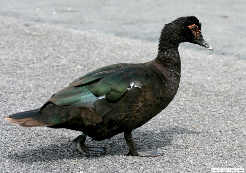Identify Muscovy Duck - Wildfowl Photography.