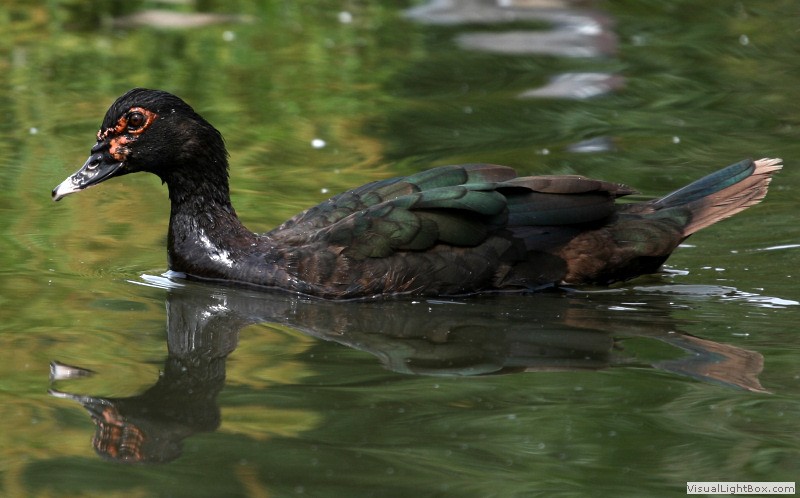 Identify Muscovy Duck - Wildfowl Photography.