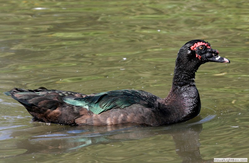 Identify Muscovy Duck - Wildfowl Photography.