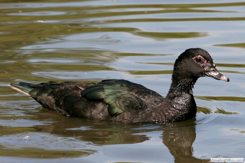 Identify Muscovy Duck - Wildfowl Photography.