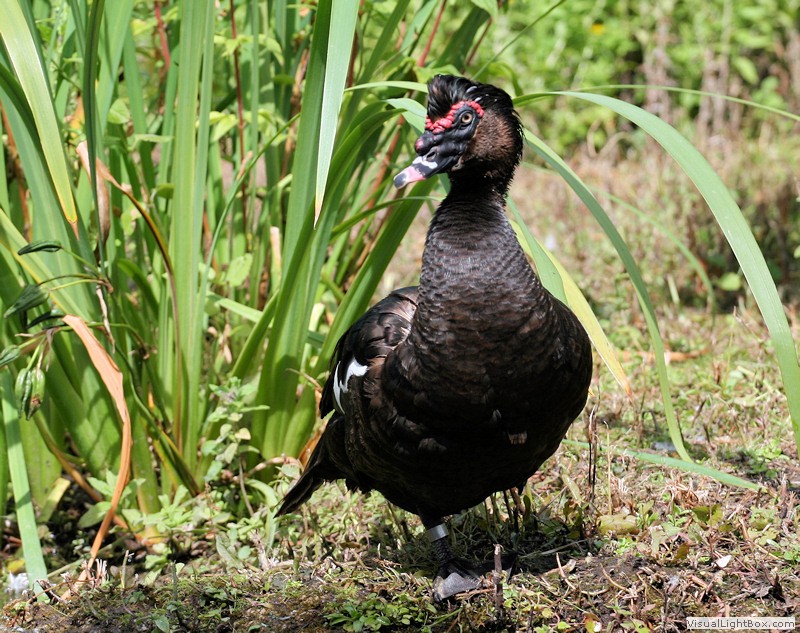 Identify Muscovy Duck - Wildfowl Photography.