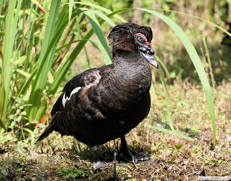Identify Muscovy Duck - Wildfowl Photography.